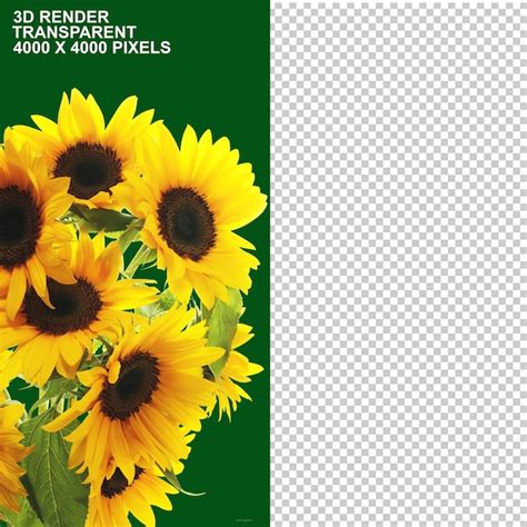 Aceite Común De Girasol Aceite De Girasol Aceite Vegetal De Semilla De