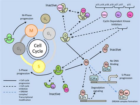 Basic Regulation Of The Mammalian Cell Cycle The Cyclin Cdk Complexes