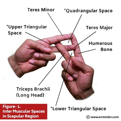Intermuscular Spaces Tcml The Charsi Of Medical Literature