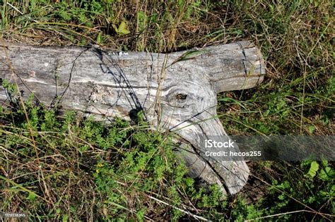 길지 않은 잔디로 둘러싸인 가족 집 뒤뜰에 남아있는 이상한 모양의 말린 나무 통나무 0명에 대한 스톡 사진 및 기타 이미지 0명 낮 둘러싸기 Istock