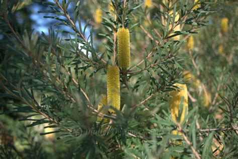 Bright Thick And Floriferous Banksia Marginata ‘bright Mallee Design