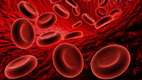Hemoglobin Structure And Function Uag Algor Library