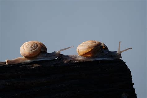 Psychic Snail Sex Couldn T Replace The But One Frenchman Sure Tried Atlas Obscura