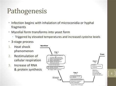 Ppt Histoplasma Capsulatum And Histoplasmosis Powerpoint Presentation Id 2001078