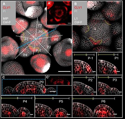 Clv1 Is Expressed In The Oc And In Cells Of Incipient Organ Primordia