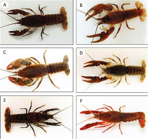 Crayfish Species Collected From The Upper Appomattox River Basin A