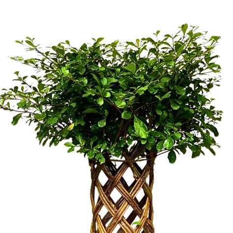 Netted Ficus Tree Grided Ficus Round Shape Plant Lalit Enterprise