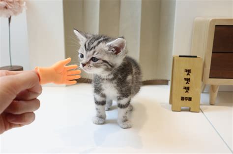 아메리칸숏헤어쿠키