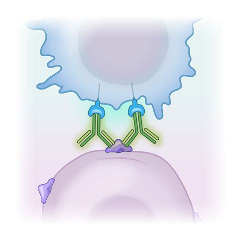 Nejm Illustrated Glossary