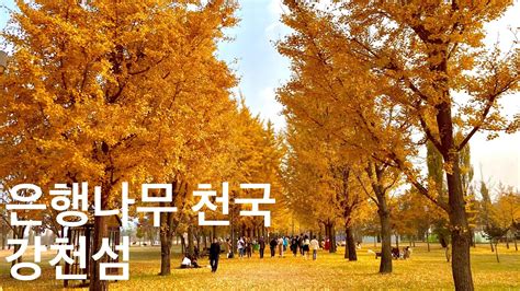 은행나무 천국 여주 강천섬 은행나무길 가을풍경 단풍구경 피크닉 명소 Youtube