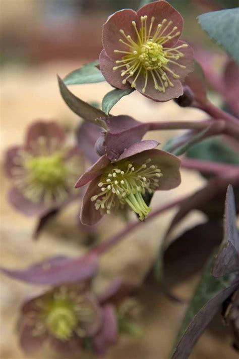Hellebore Classification A Guide To The Different Types