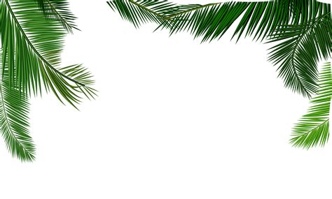 Download Arecaceae Leaf Euclidean Vector Coconut Leav