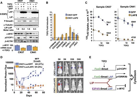 C Ebpβ At The Core Of The Tgfβ Cytostatic Response And Its Evasion In Metastatic Breast Cancer