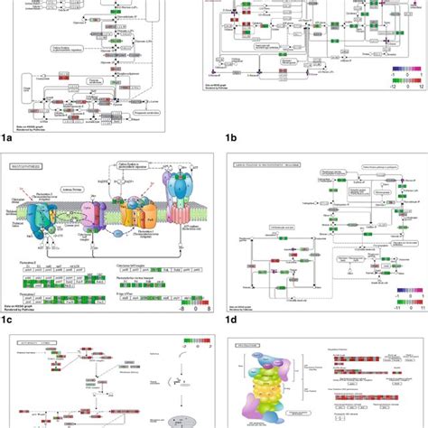 Overview Of Metabolic Pathway From Kegg Pathway Analysis Expression