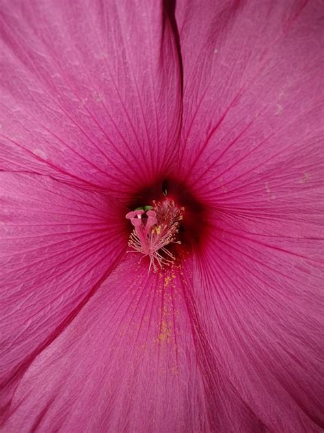 Flor Rosado Foto Gratis En Pixabay Pixabay