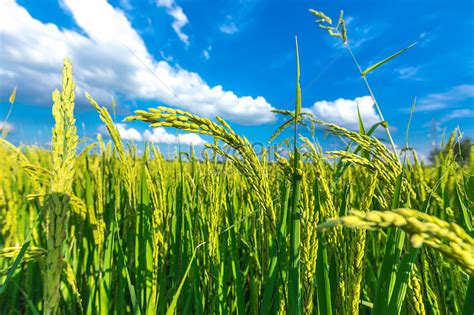 보리밭 사진 무료 다운로드 Lovepik