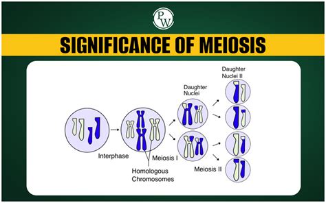 Significance Of Meiosis Definition Features And More