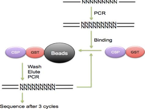 Schematic Model For Analyzing The Specificity Of Dna Sequence Binding