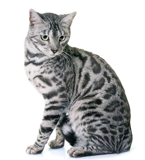Female Bengal Cat