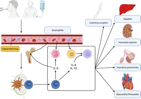 Helper T Cell Subsets Development Function And Clinical Role In Hypersensitivity Reactions In