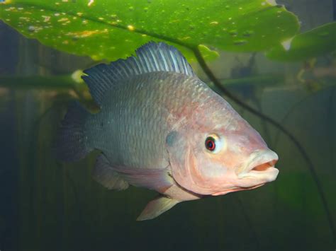 Us Soy Offers Solutions For Sustainable Aquaculture Us Soy