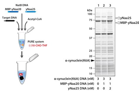 N Terminal Modification Of Cell Free Synthesized Proteins Acetylation And Myristoylation