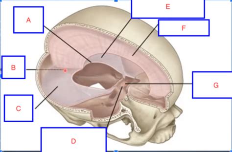 Neuroanatomy Opt 535 Midterm 1 Review Of All Terms Visual System 535