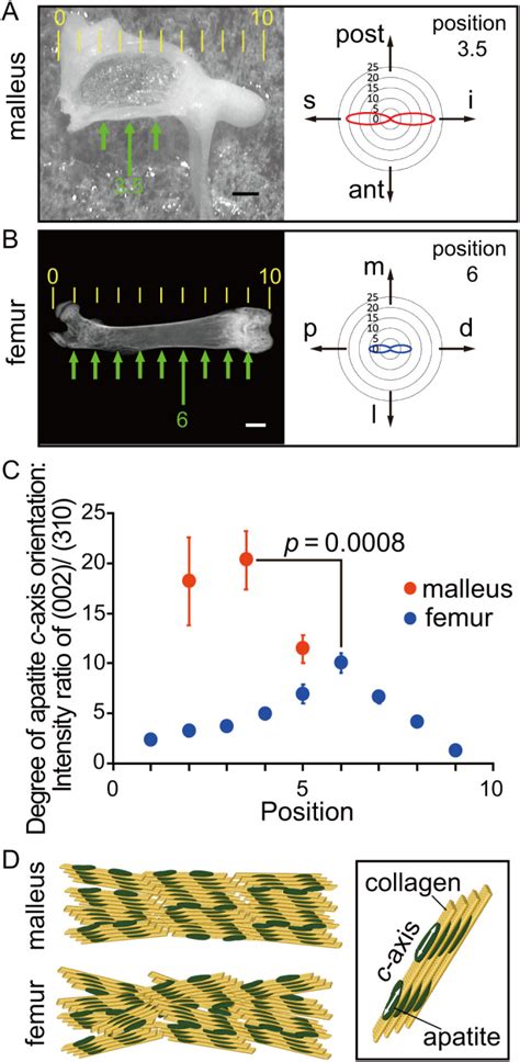 Hypermineralization Of Hearing‐related Bones By A Specific Osteoblast