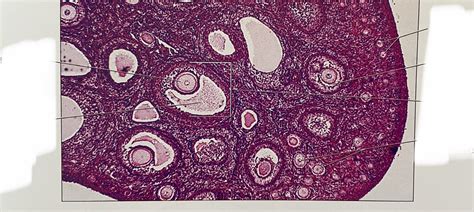 Micrograph Of An Ovary Diagram Quizlet