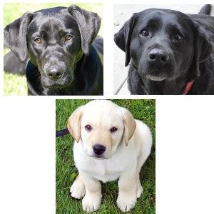 Genetics Of Labrador Retrievers