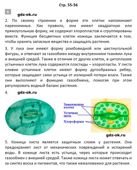 Страница 55 ГДЗ по биологии 6 класс Пасечник Линия Жизни рабочая тетрадь 2023