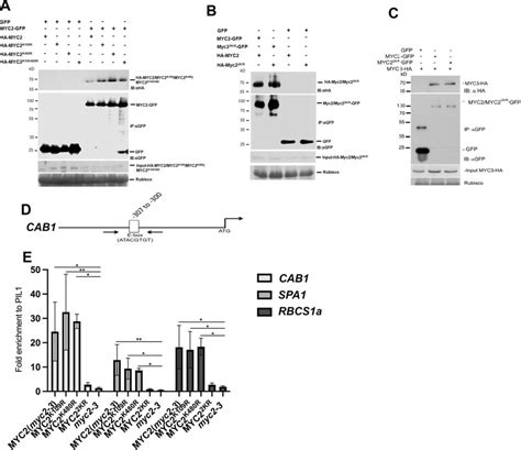 Sumoylation Of Myc2 Does Not Affect Its Homohetero Dimerization
