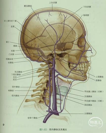 颈动脉内膜切除术（cea）学习笔记连载一（解剖3） 脑医汇