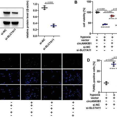 Slc7a11 Silencing Reversed The Decreased Apoptotic Effects Of