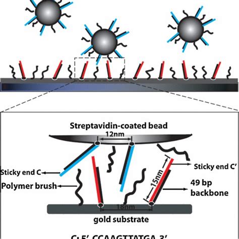Pdf Subdiffusion Of A Sticky Particle On A Surface