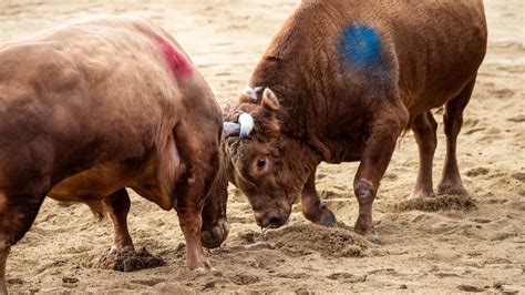 2025년 청도소싸움경기 우직한 황소의 소힘겨루기영상 퀄리티높음영상 1부영상 Youtube