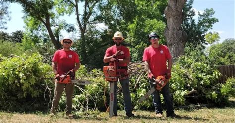 Tree And Stump Removal Services Precision Timber Felling
