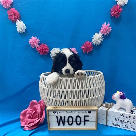 Cocker Spaniel Puppy Blue Roan White Id3527 Located At Petland