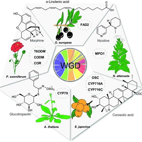 Pdf Unlocking Plant Metabolic Diversity
