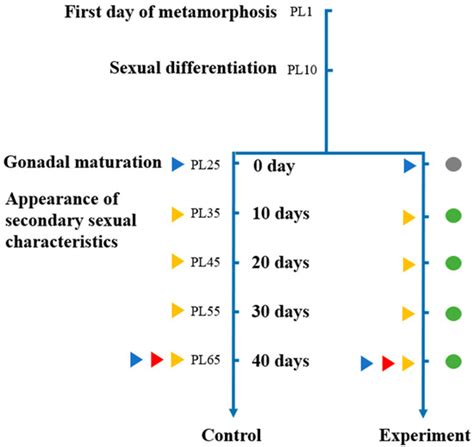 Sex Reversal Induced By Dietary Supplementation With 17