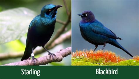 Black Birds Vs Blackbirds Ultimate Guide To Blackbirds Everything