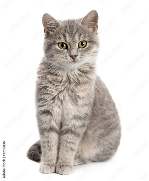 Sitting Cat Images