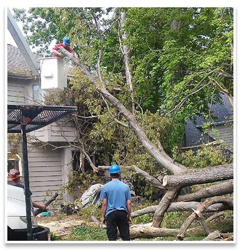 Tree Removal Stump Grinding In Huron OH All Trees