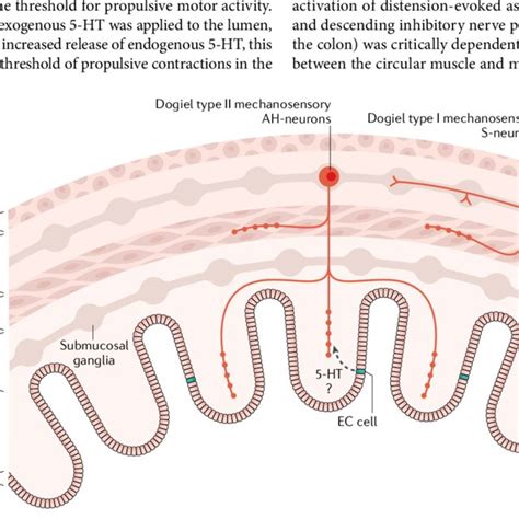 Different Types Of Intrinsic Sensory Neurons And Extrinsic Sensory
