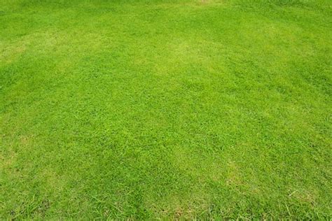 Premium Photo Green Grass Background And Textured Top View And