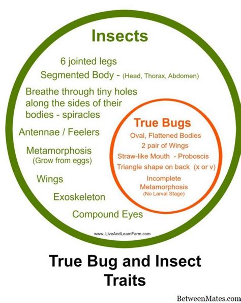 Insectos Y Bichos Naturaleza 2026