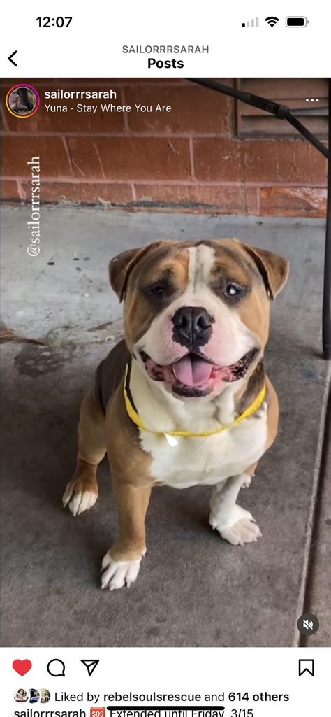 Tiger Needs Out Of Downey Seaaca 9777 Seaaca St Downey Ca 90241 562