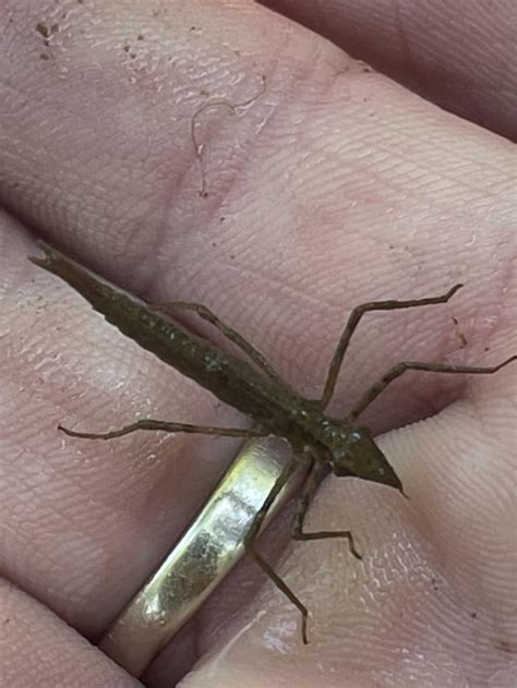 What Is This Nymph R Insects