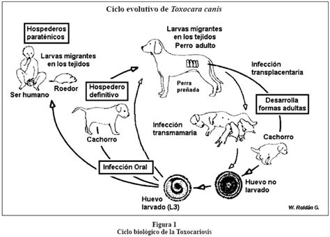 Ciclo De Vida Do Toxocara Cati Cdc Dpdx Toxocariasis