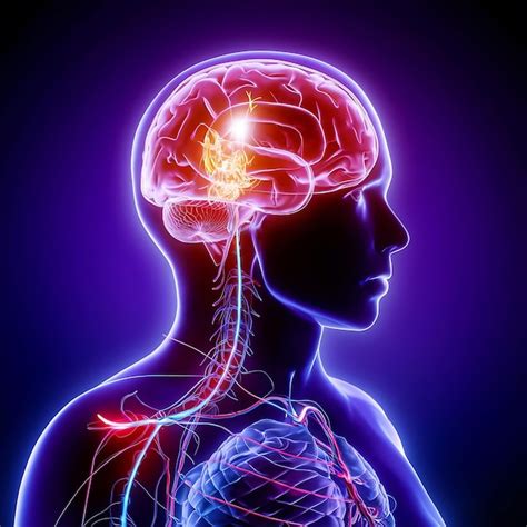 Página 2 Sistema Nervoso Imagens Download Grátis No Freepik